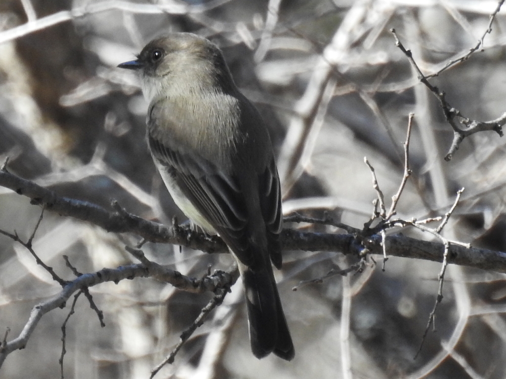Eastern Phoebe from Far West Side, San Antonio, TX, USA on December 29 ...