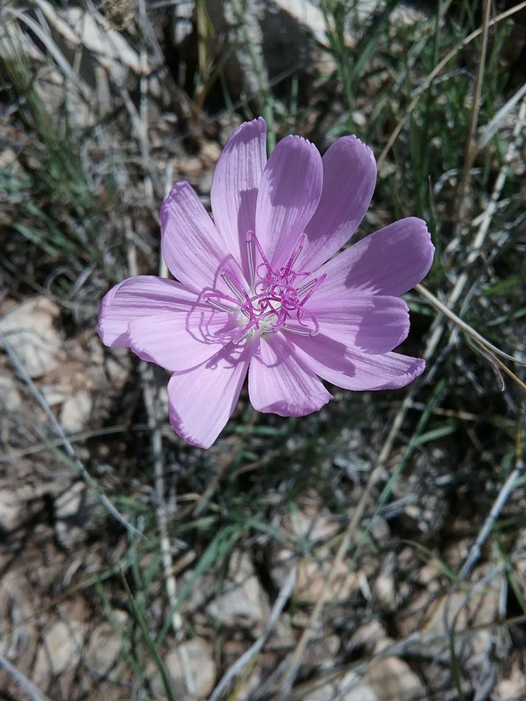 Texas Skeleton Plant from Otero County, NM, USA on September 13, 2018 ...