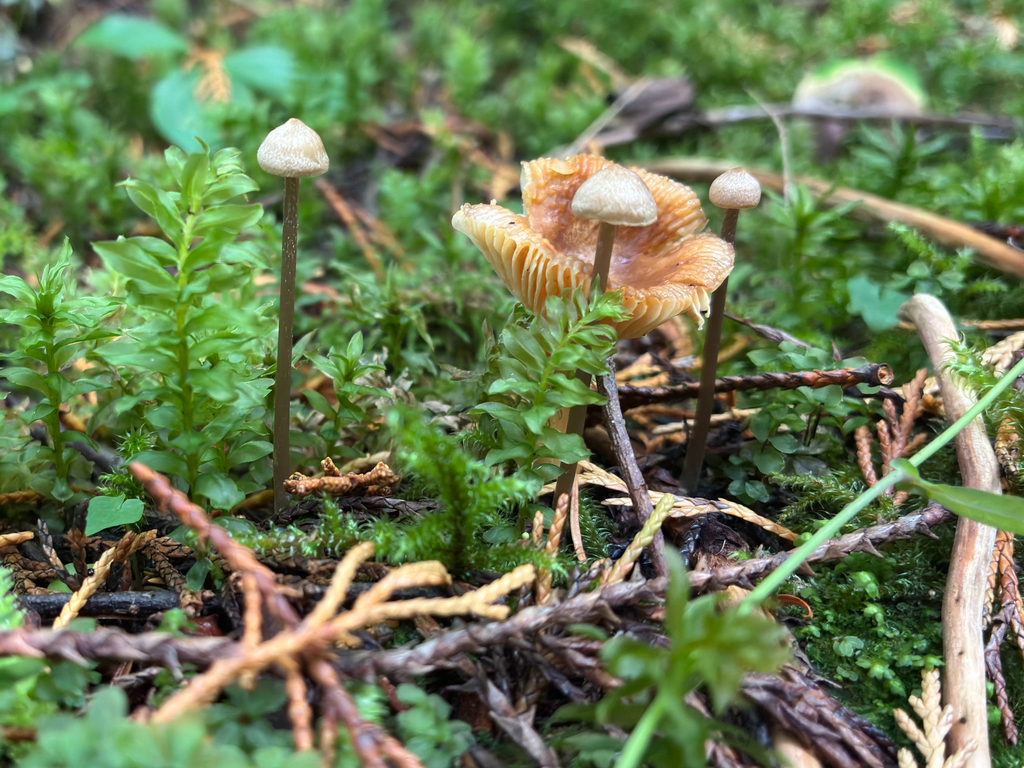Entolomataceae from West Vancouver, BC, CA on October 7, 2025 at 03:55 ...