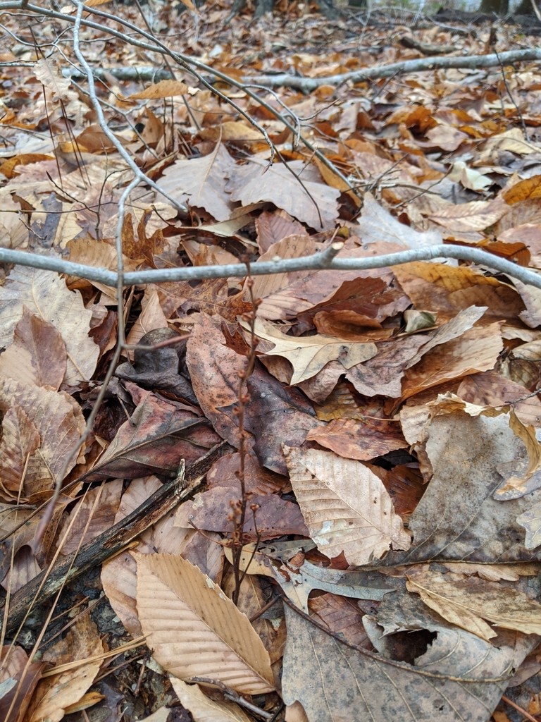 Beechdrops from Bryantown, MD, USA on December 30, 2019 at 11:34 AM by ...