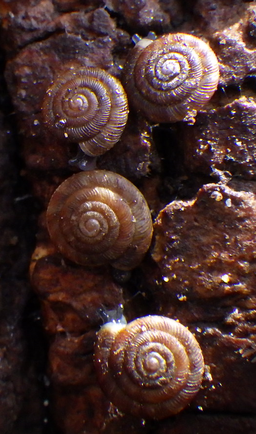 Rounded Snail from 56 Pond Ln, Arlington, MA 02474, USA on December 29 ...