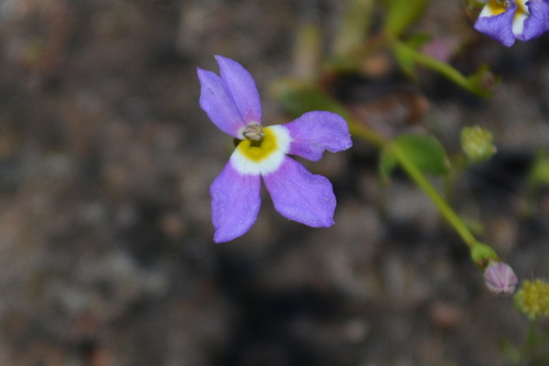 Isotoma pusilla · iNaturalist