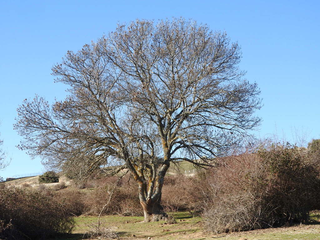Narrow-leaved Ash (Fraxinus angustifolia) - Botanical Realm