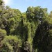 Monkey Rope (Secamone alpini) · iNaturalist