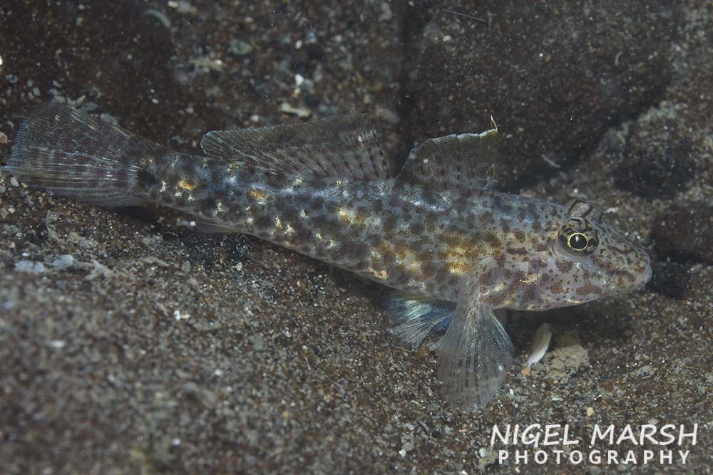 Fusigobius neophytus (Günther, 1877)