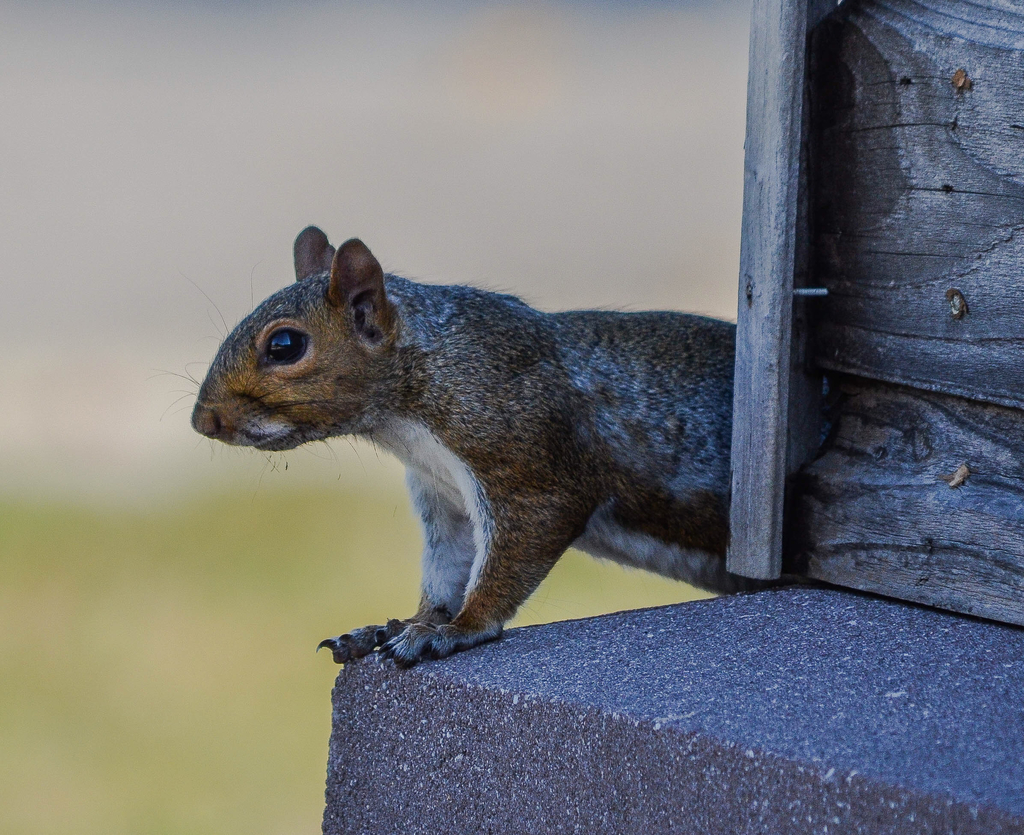 Northern Gray Squirrel (Sciurus carolinensis leucotis) - Know Your Mammals