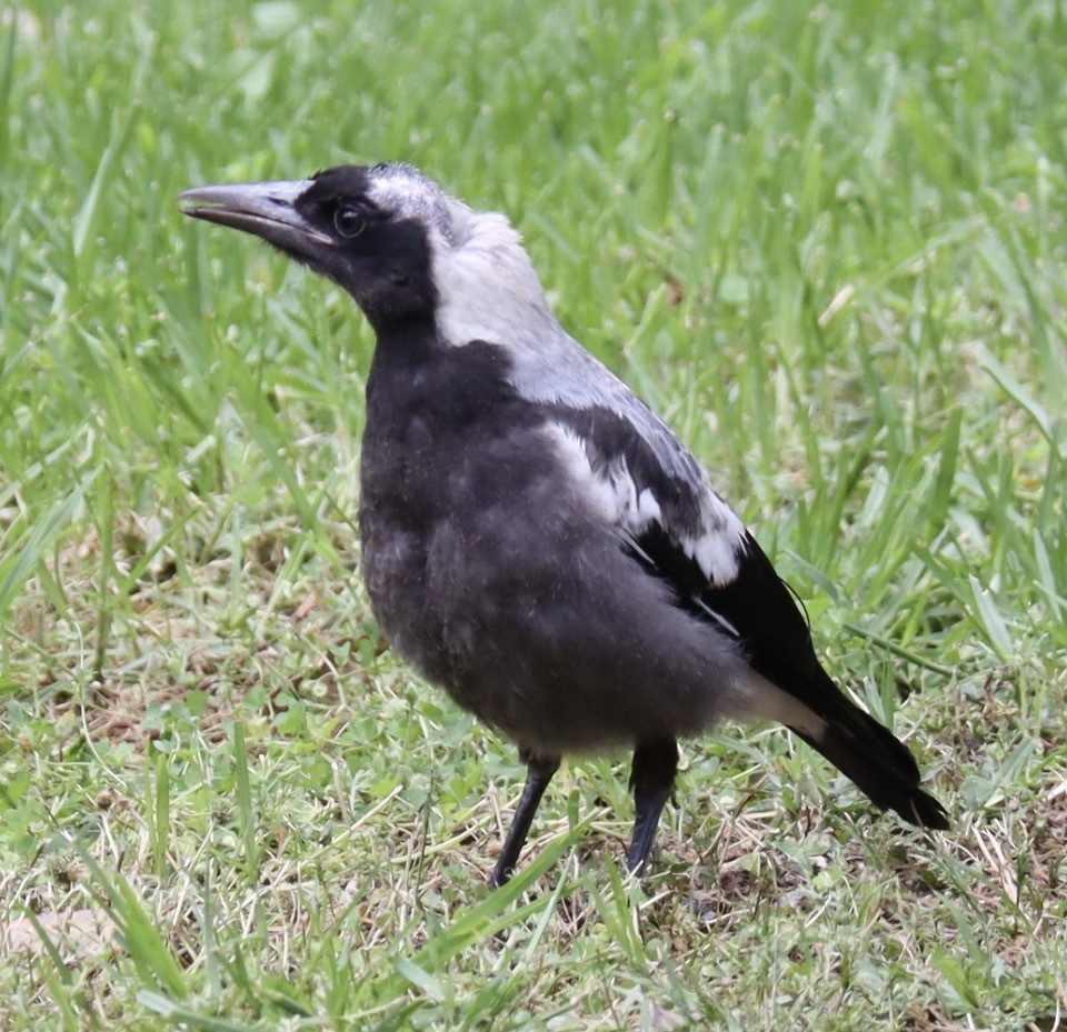 Australian Magpie from Paradise SA, Australia on November 3, 2025 at 03 ...