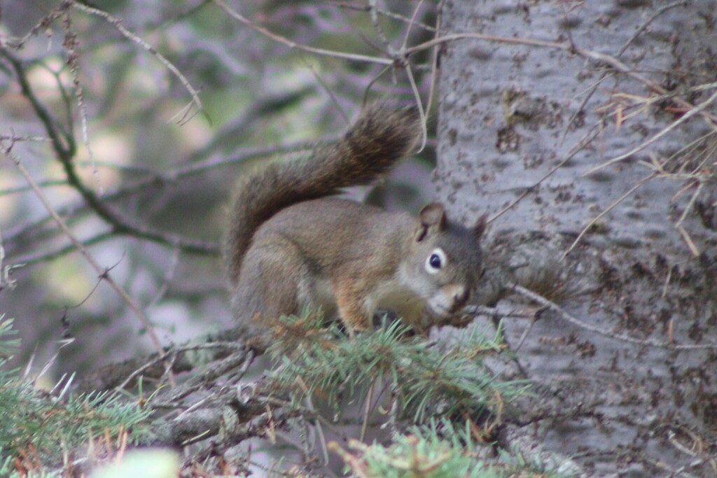 Wind River Mountains Red Squirrel (Tamiasciurus hudsonicus ventorum ...