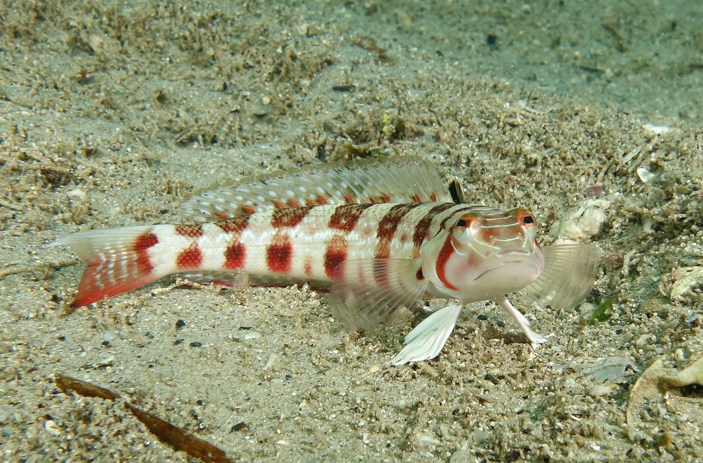 Pinkbanded Grubfish (Fish of Coogee Beach) · iNaturalist