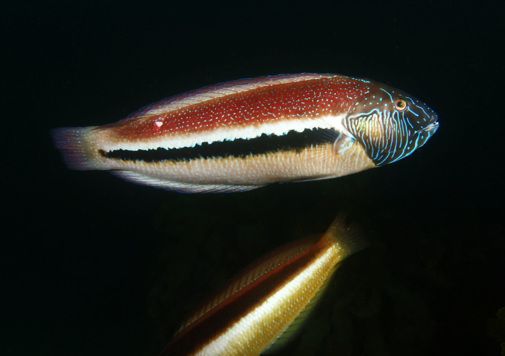Southern Maori Wrasse from Fairy Bower, NSW on March 05, 2015 at 03:09 ...