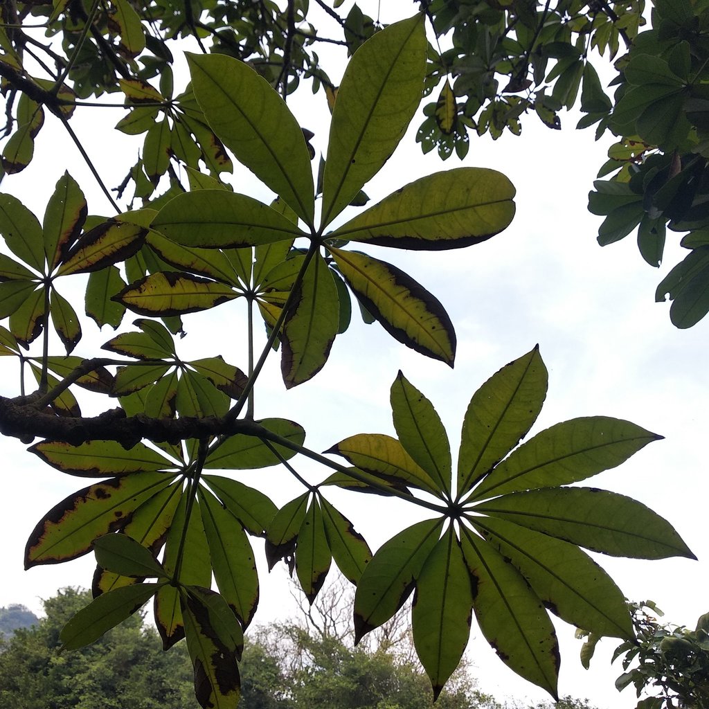 provision tree (Pachira aquatica) - Botanical Realm