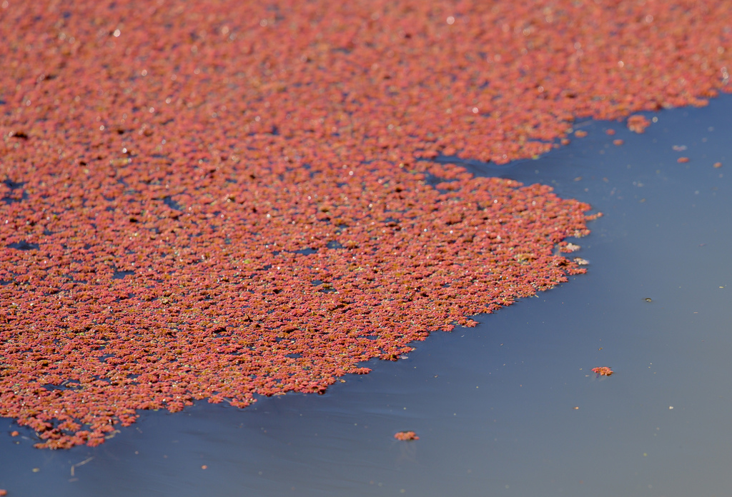 Mosquito Ferns (Azolla) - Botanical Realm