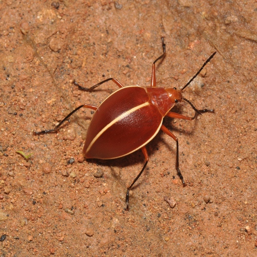 Ellipticus dorbignyi · iNaturalist