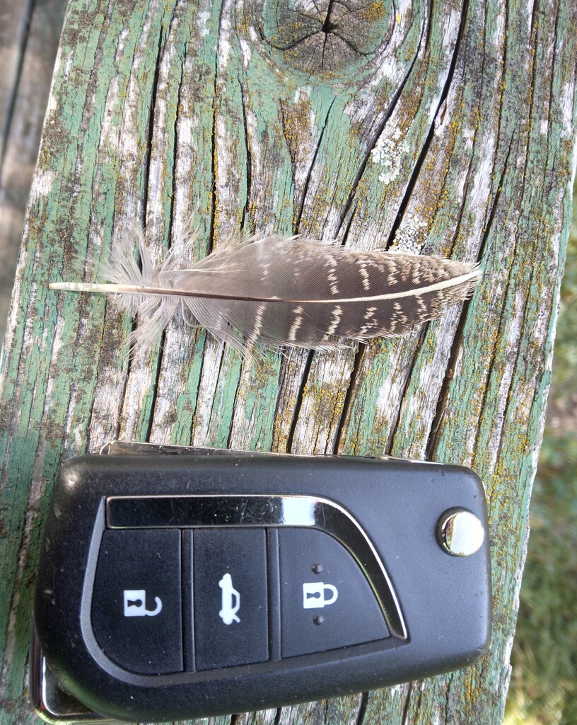 Gray Partridge from Samylai, Lietuva on October 4, 2025 at 09:41 PM by ...