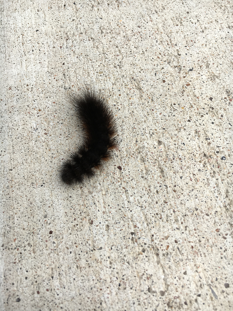 Tiger Moths from 3429 Journey Pkwy, Leander, TX, US on December 25 ...