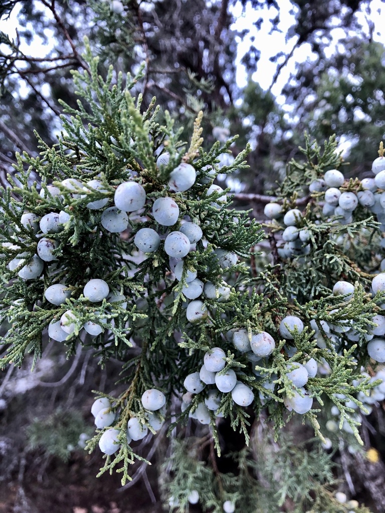 alligator juniper (Official Plant List of the ABQ Backyard Refuge ...