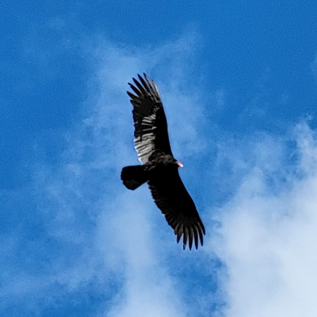 Turkey Vulture from King, Ann Arbor, MI, USA on October 25, 2025 at 01: ...