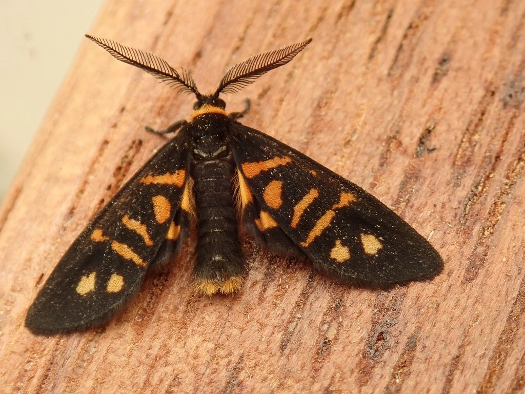 Asura zebrina from Warrimoo NSW 2774, Australia on December 31, 2019 at ...