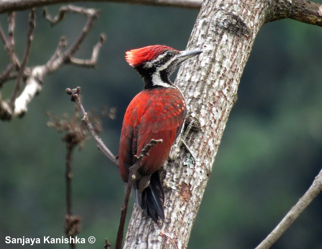 Red-backed Flameback from Iriyagama, Sri Lanka on May 18, 2017 at 09:08 ...