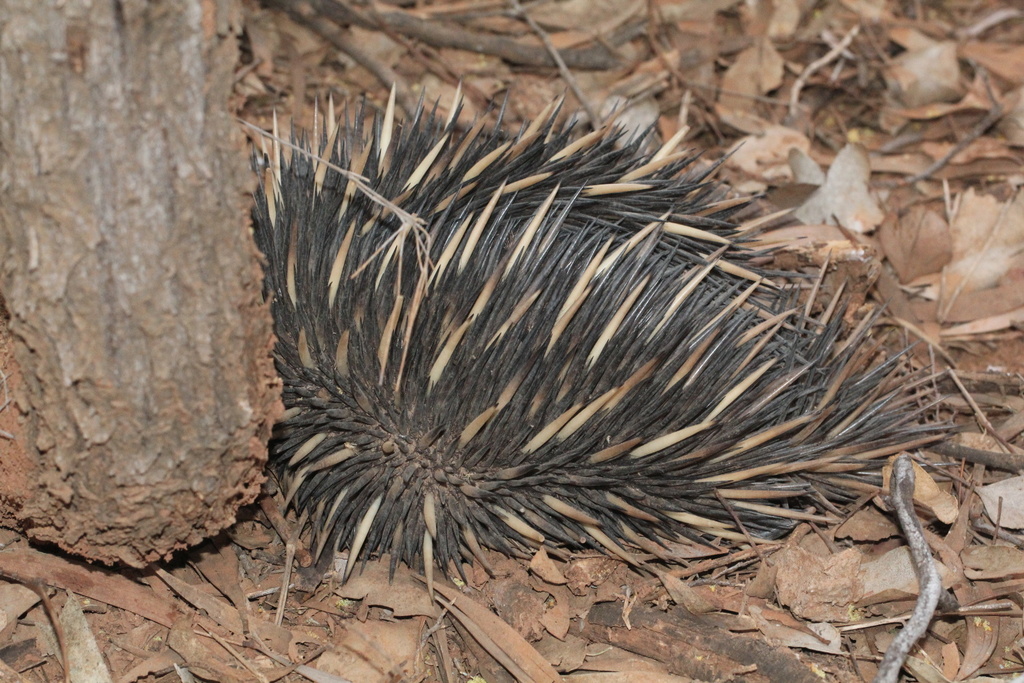 Short-beaked Echidna from Ooline Park, Womalilla QLD 4465, Australia on ...