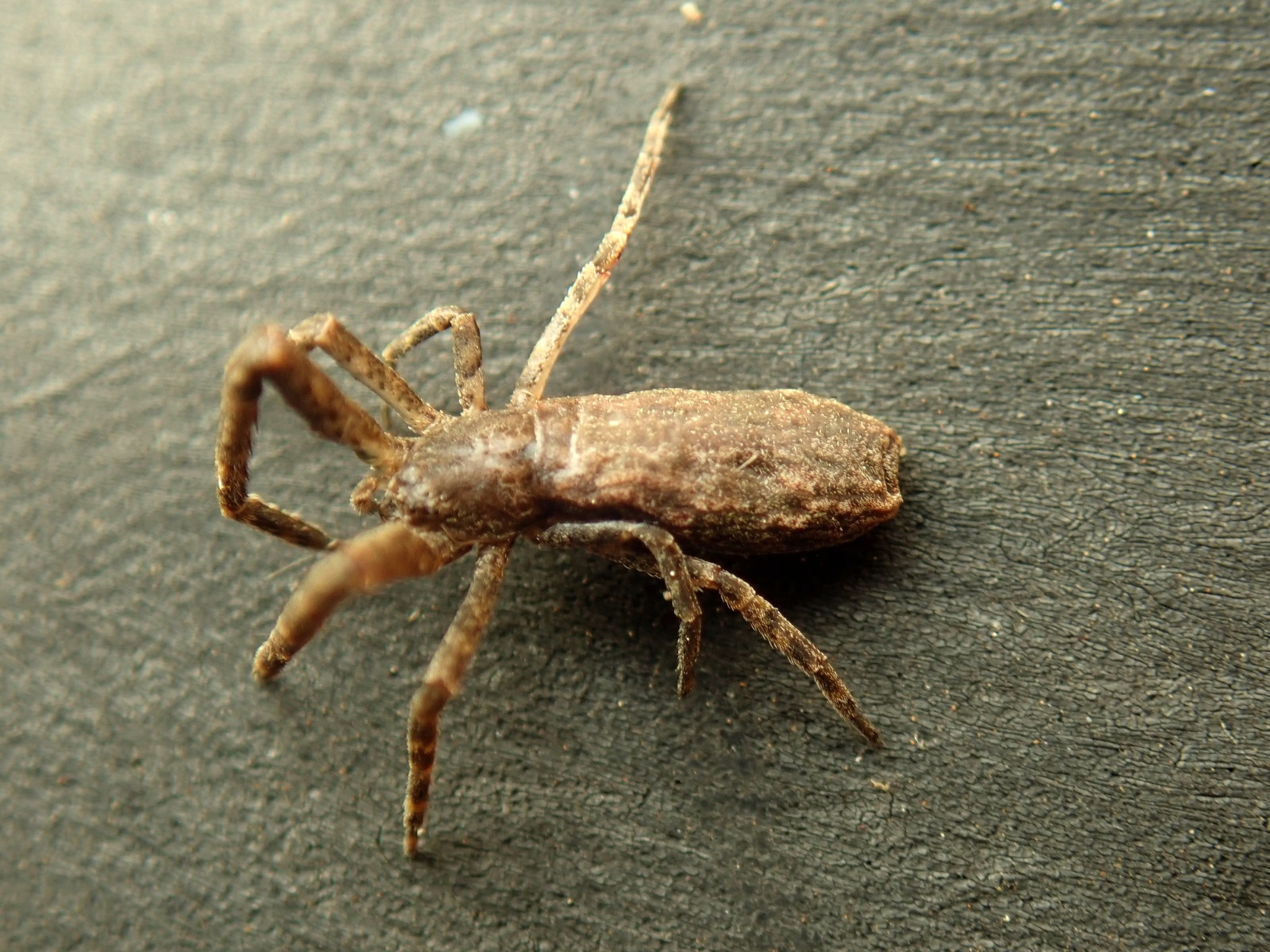 Synalus angustus (L.Koch, 1876)