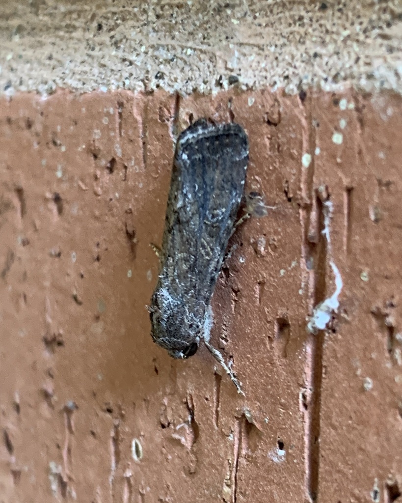 Fall Armyworm Moth from Mission, TX, USA on November 3, 2025 at 08:35 ...