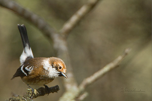 Hawai`i `Elepaio (Birds of Hawaii Volcanoes National Park) · iNaturalist