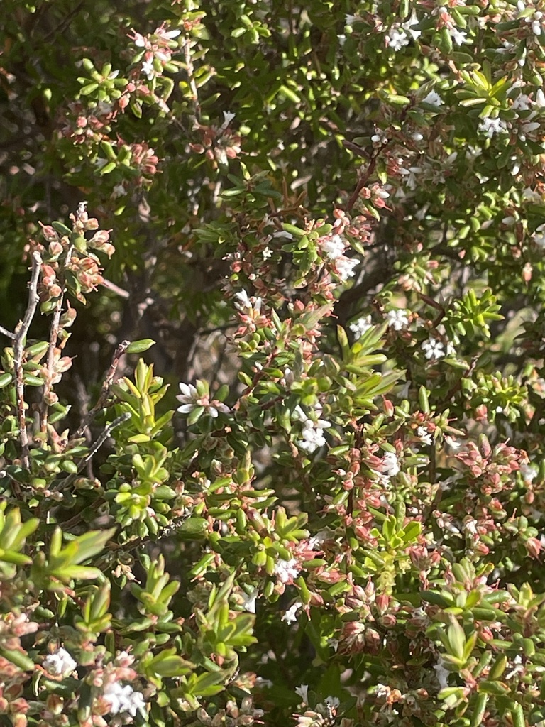 Bearded Heath from Yuraygir National Park, Yuraygir, NSW, AU on ...