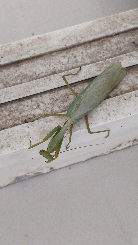 Giant Asian Mantises from Mangalam, Tirupati, Andhra Pradesh, India on ...