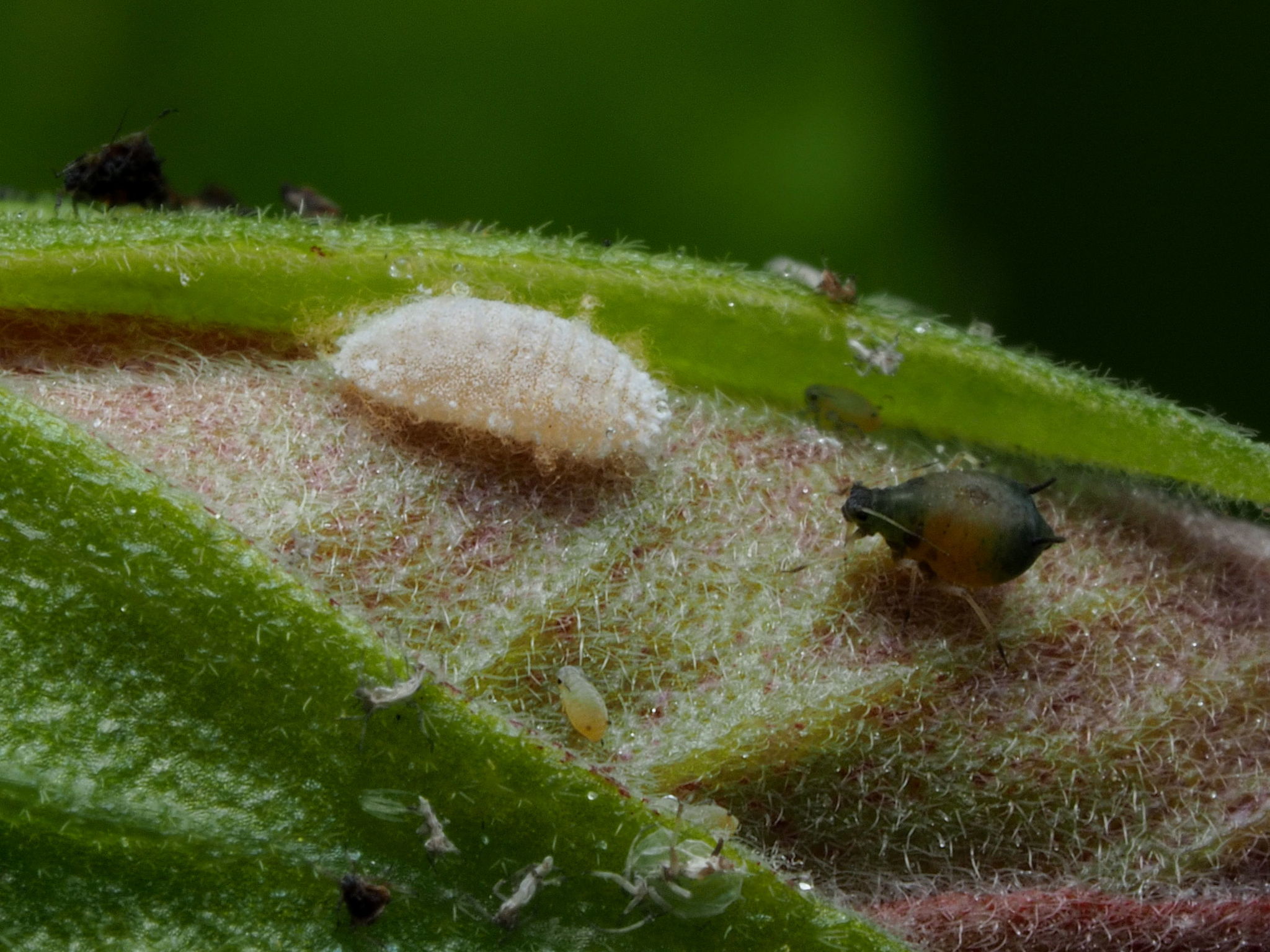 Planococcus citri (Risso, 1813)