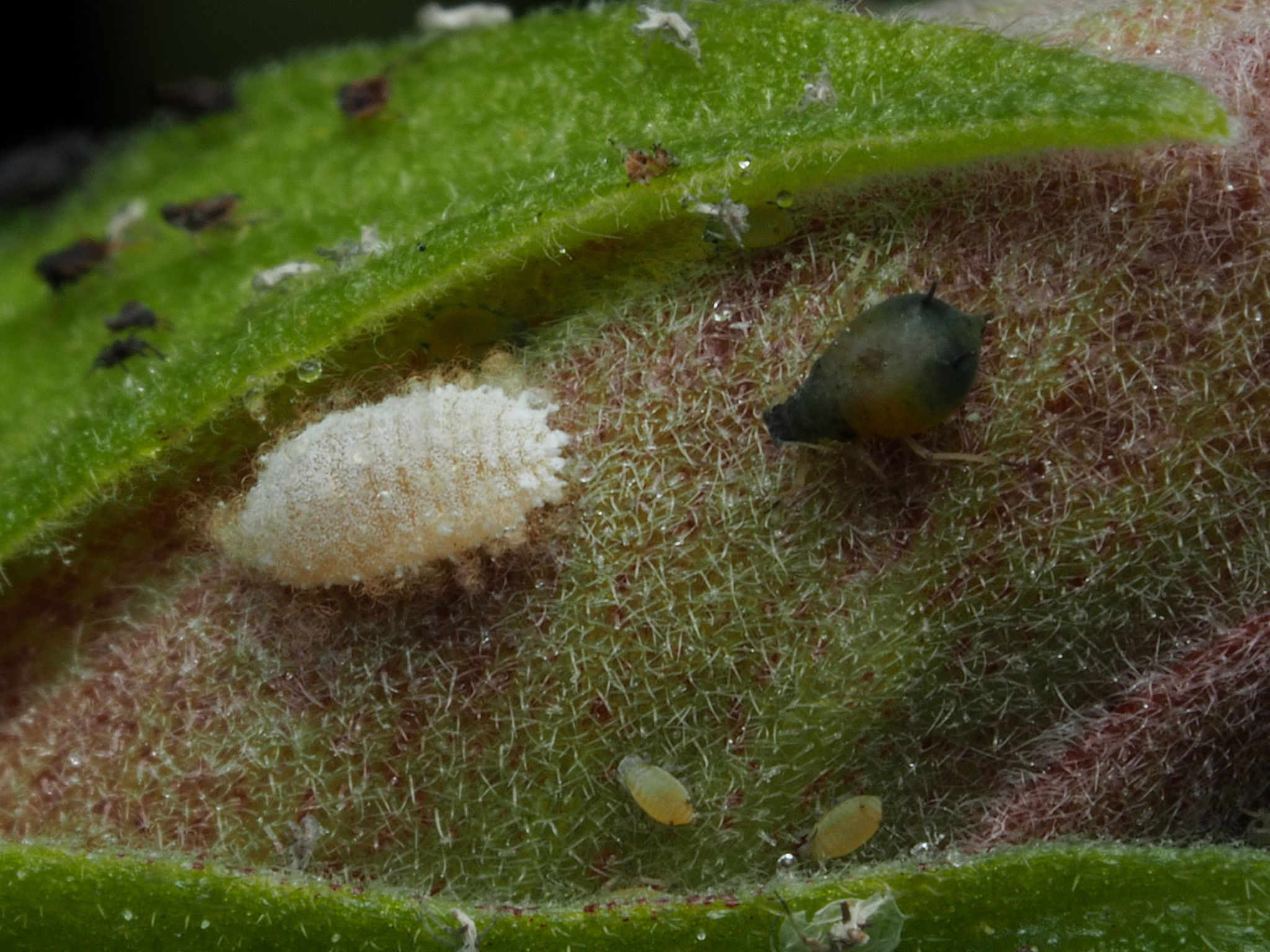 Planococcus citri (Risso, 1813)