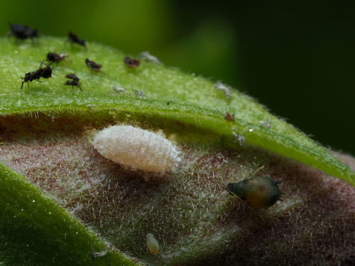 Citrus Mealybug (Planococcus citri)