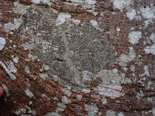 Taeniolella toruloides · iNaturalist