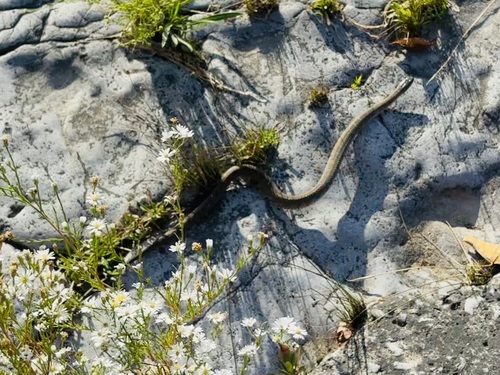 Lake Erie Watersnake (Nerodia sipedon insularum) - Snakes and Lizards