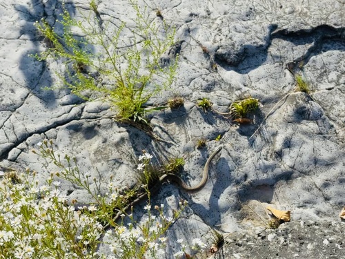 Lake Erie Watersnake (Nerodia sipedon insularum) - Snakes and Lizards