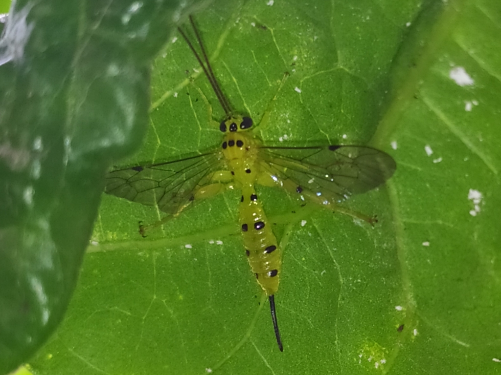 Xanthopimpla punctata from Popular Nagar, Warje on December 22, 2019 at ...