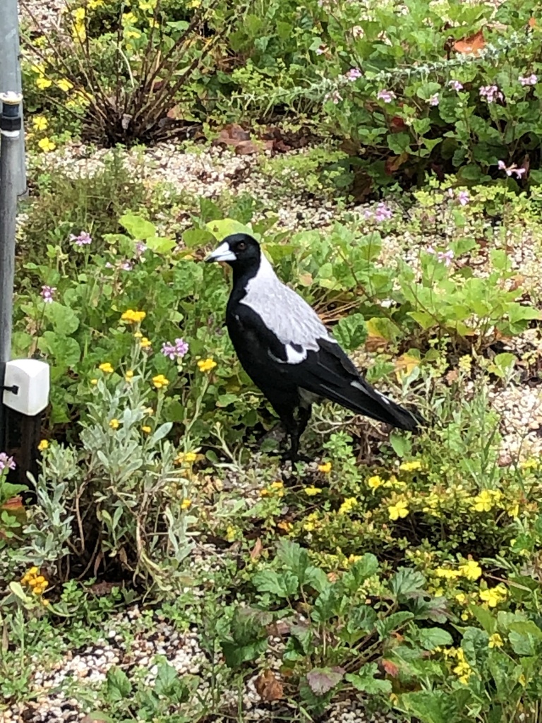 Australian Magpie from Swan St, Burnley, VIC, AU on November 4, 2025 at ...