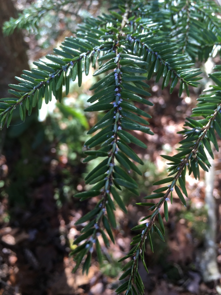 Hemlock Woolly Adelgid from Washington County, US-VA, US on December 30 ...