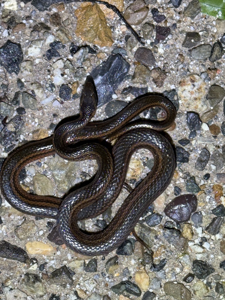 Kutkai Keelback in July 2025 by guliwu_island · iNaturalist