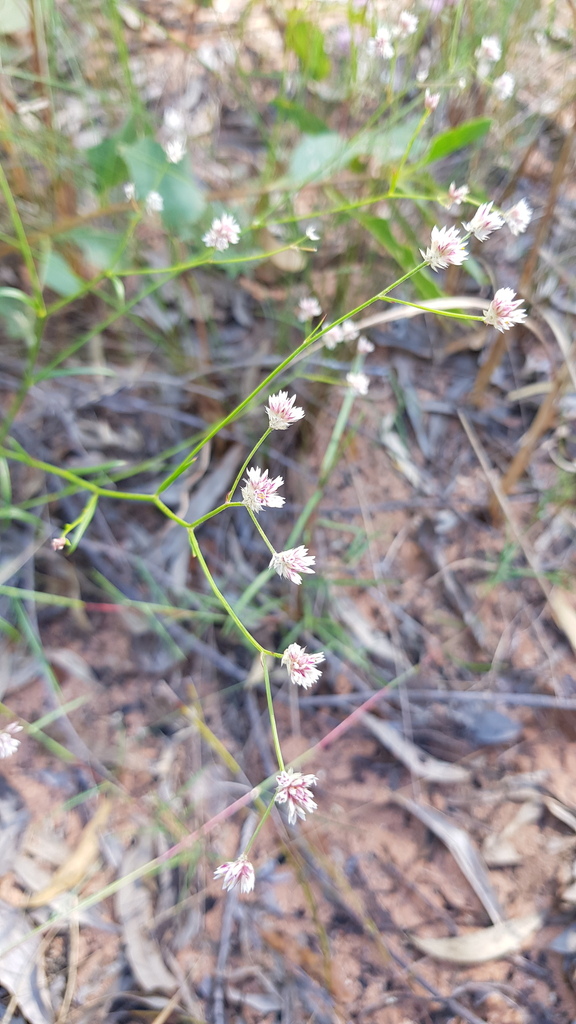 pinks, cactuses, and allies from Kakadu NT 0822, Australia on April 8 ...