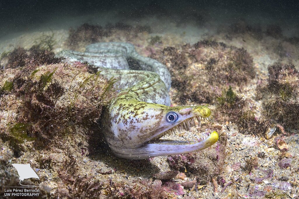 Viper Moray (Enchelycore nigricans) - Marine Life Identification
