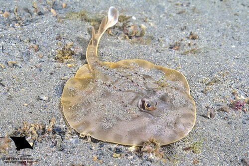 Panrays (Family Zanobatidae) · iNaturalist