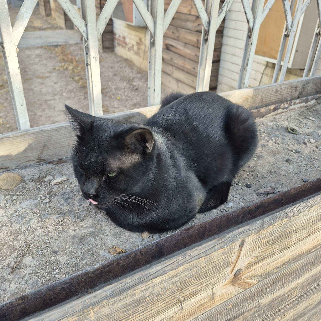 Domestic Cat from PC65+R82, Tehran, Tehran Province, Iran on November 4 ...