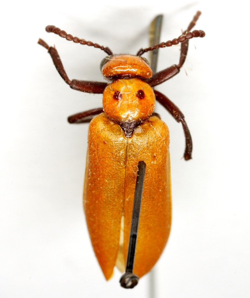 LeConte's Blister Beetle (Meloid Beetles of the United States ...