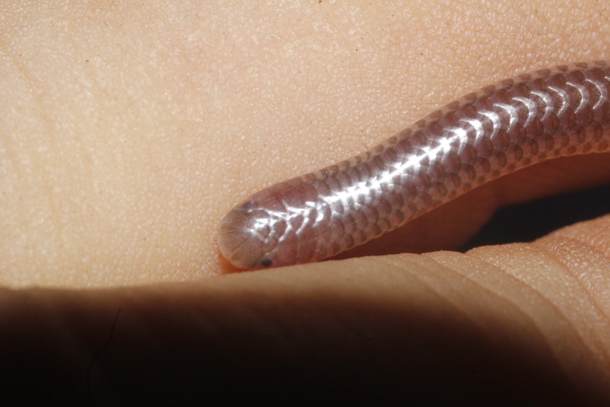 10 Facts About The Texas Blind Snake – Snake Radar