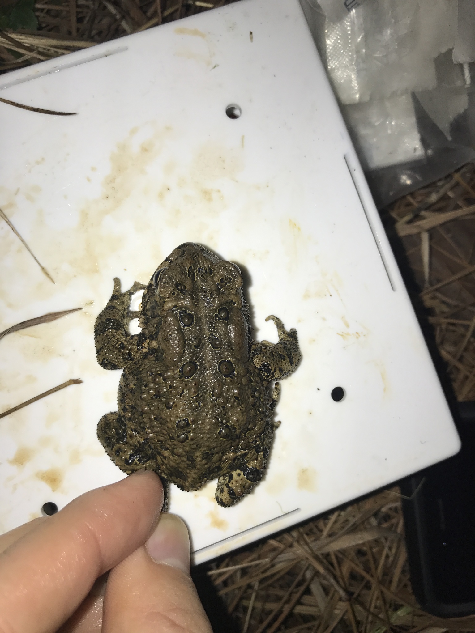 Anaxyrus houstonensis (Sanders, 1953)