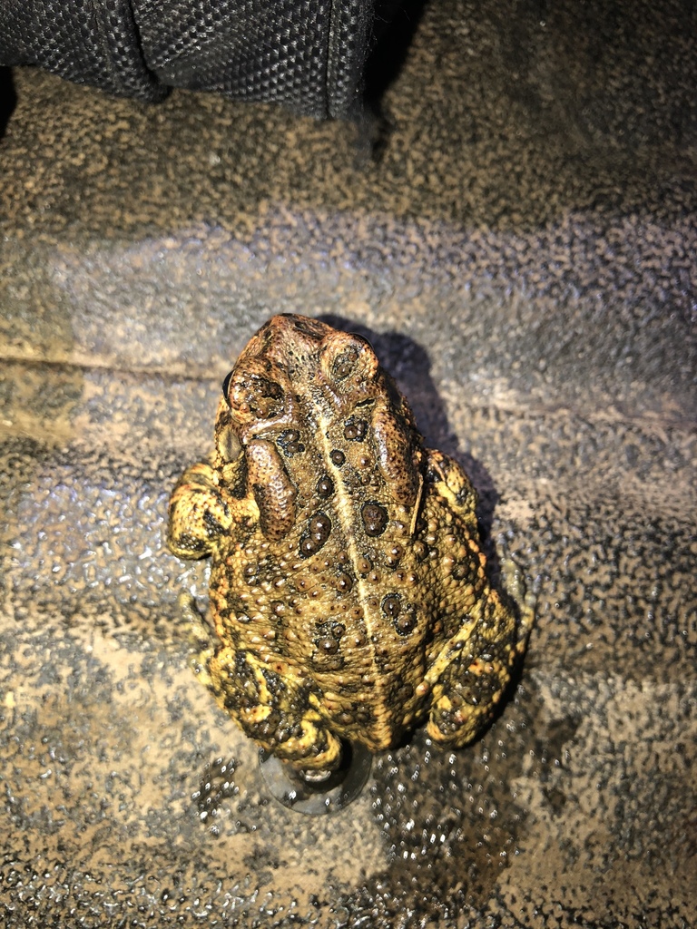 Houston Toad in February 2019 by Austin Bohannon · iNaturalist