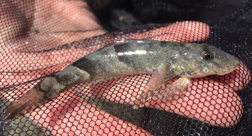 Torrentfish (Threatened Species recorded in Waipa District, New Zealand ...