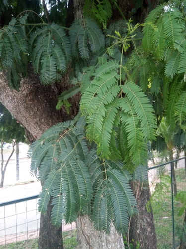 Piptadenia robusta · iNaturalist