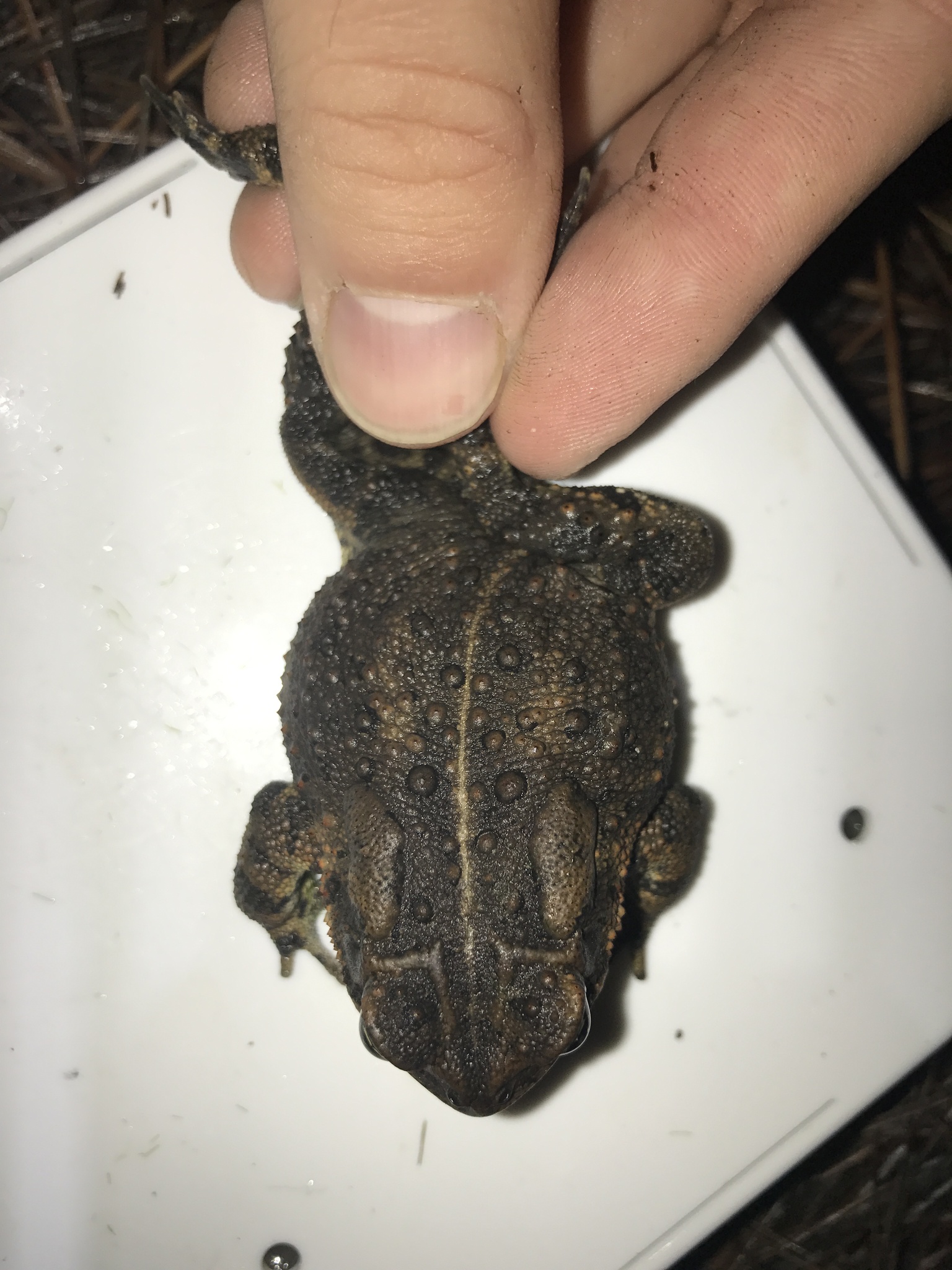 Anaxyrus houstonensis (Sanders, 1953)